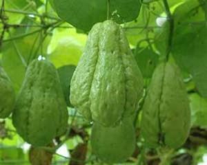 Mengobati Sariawan Secara Alami Dengan Tanaman Labu Siam